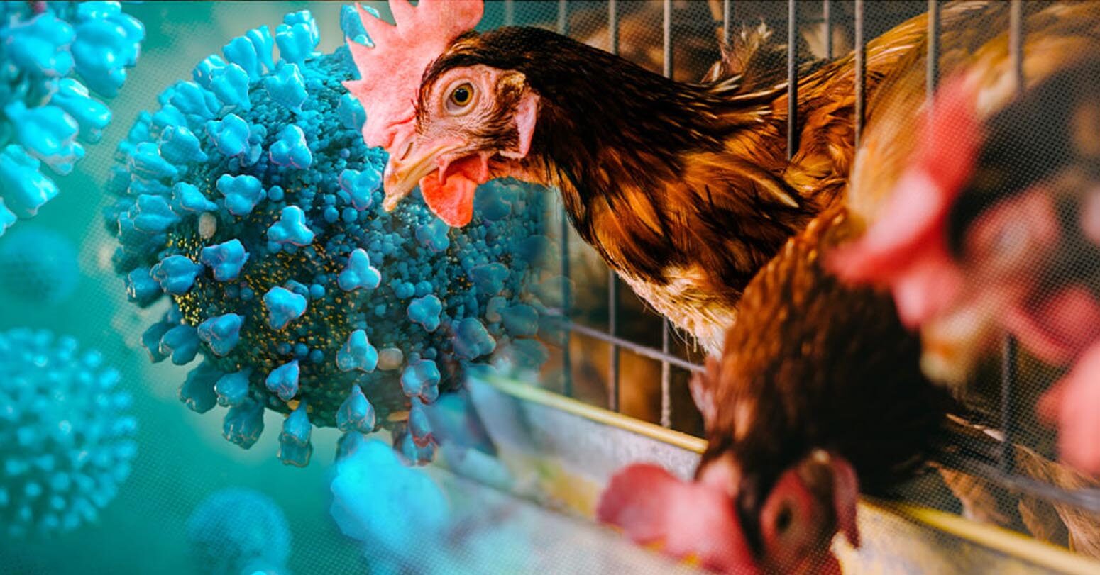 Bird Flu Detected In Antarctica Region For First Time – Himalaya Times