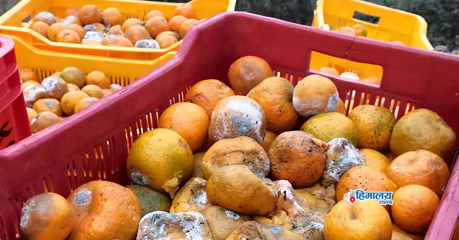Orange stored up in cooling centre rot in Syangja – Himalaya Times