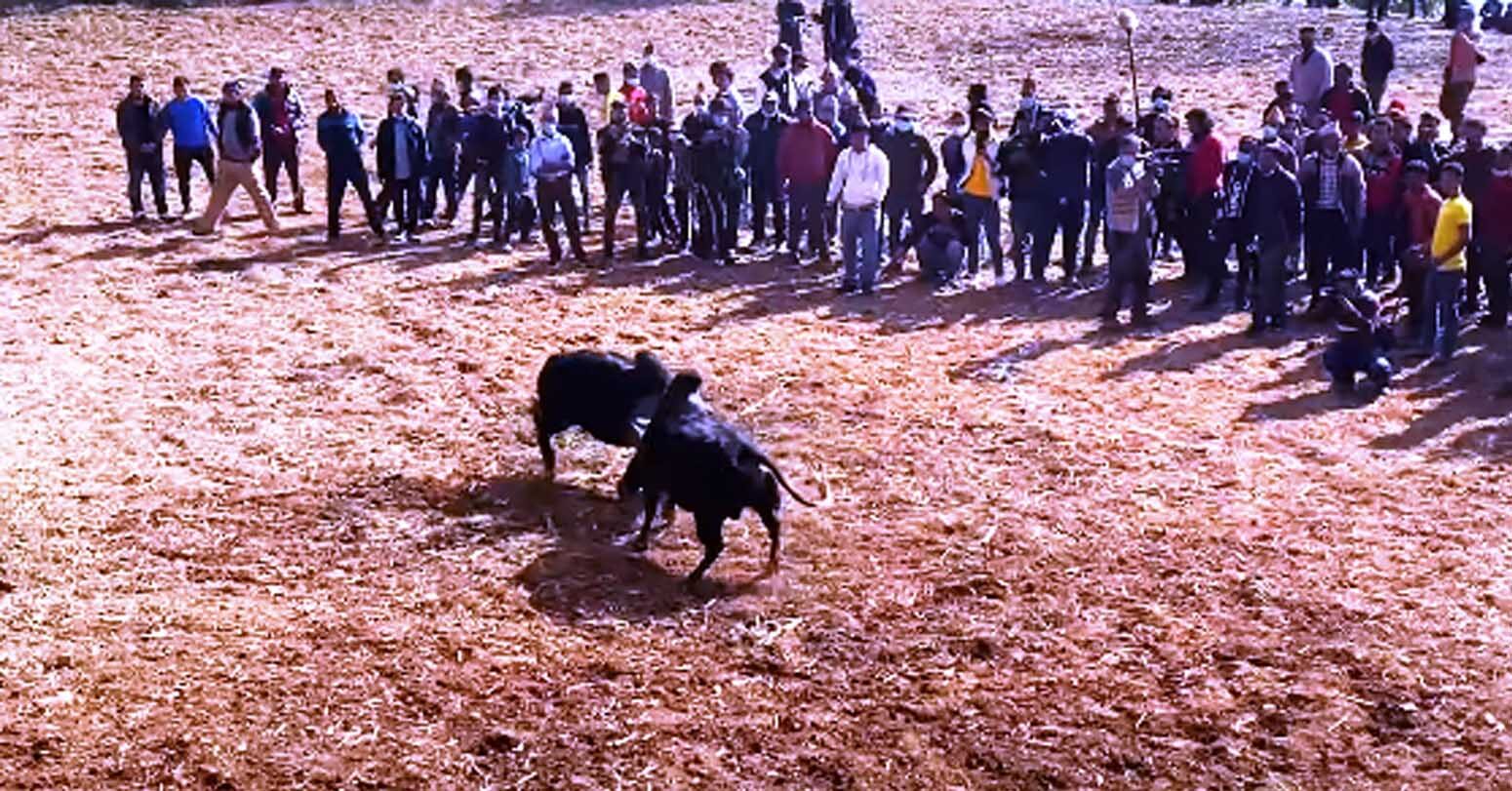 Dhading To Organize Bull Fight On Maghe Sakranti Himalaya Times